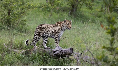 805 Dead leopard Stock Photos, Images & Photography | Shutterstock