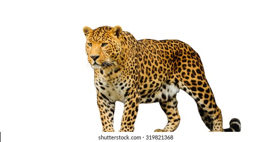 Leopard On White Background Stock Photo 319821368 | Shutterstock