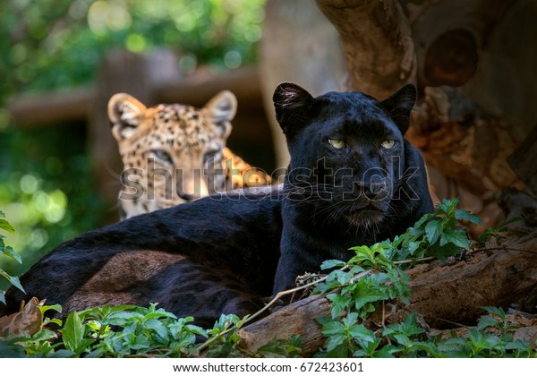 Leopard Panther Stock Photo 672423601 | Shutterstock