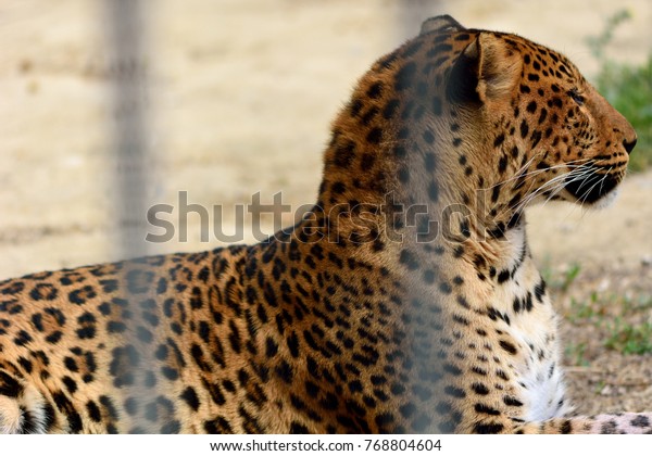 Leopard Panthera Pardus Captivity Sphinx Pose Stock Photo 768804604 ...