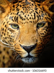 Leopard Portrait Stock Photo 105480236 | Shutterstock