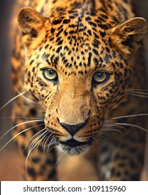 Leopard Portrait Stock Photo 106640027 | Shutterstock