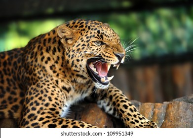 11,470 Leopard Angry Images, Stock Photos & Vectors | Shutterstock