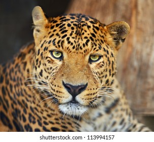 Leopard Portrait Stock Photo 113994157 | Shutterstock
