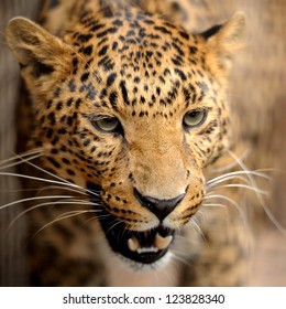 Leopard Portrait Stock Photo 106640027 | Shutterstock
