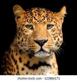Leopard Portrait Stock Photo 123886171 | Shutterstock