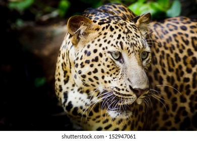 Young Leopard Action Looking Something Stock Photo (Edit Now) 282307736