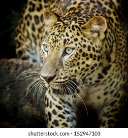 134,861 African leopard Images, Stock Photos & Vectors | Shutterstock