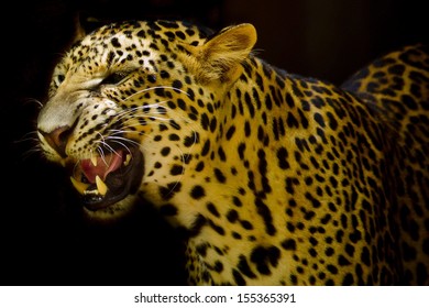 4,530 Angry leopard face Stock Photos, Images & Photography | Shutterstock