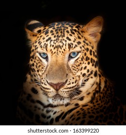 4,530 Angry leopard face Stock Photos, Images & Photography | Shutterstock