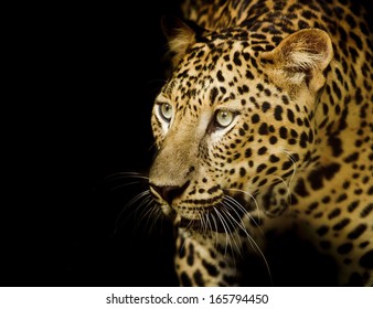 Leopard Portrait Stock Photo 165794450 | Shutterstock