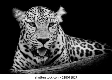 Leopard Portrait Stock Photo 218091817 | Shutterstock