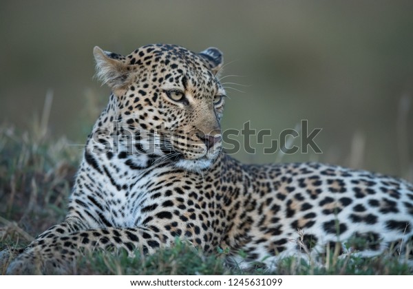 Leopard Portrait Stock Photo (Edit Now) 1245631099