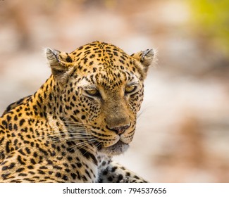 Leopard Portrait Front On Stock Photo 794537656 | Shutterstock