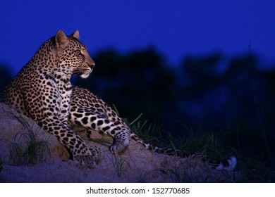 3,484 Leopard sunset Images, Stock Photos & Vectors | Shutterstock