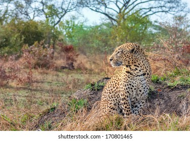 Leopard Profile Stock Photo 170801465 | Shutterstock