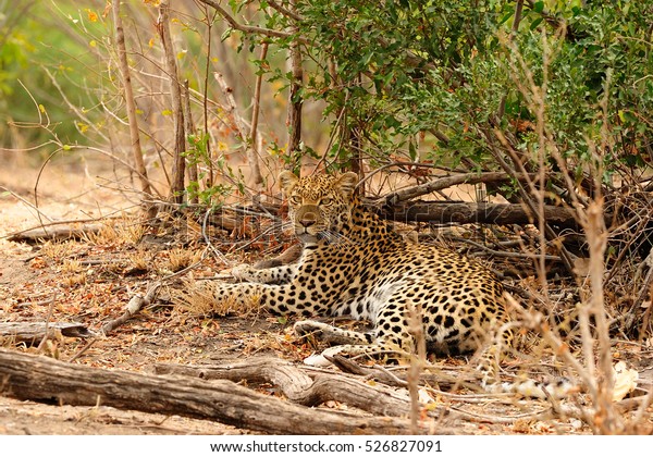Leopard Resting Stock Photo 526827091 | Shutterstock