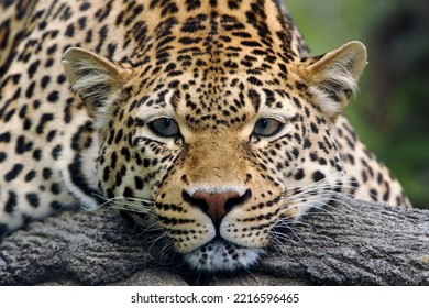 11,299 Leopard Resting Images, Stock Photos & Vectors | Shutterstock