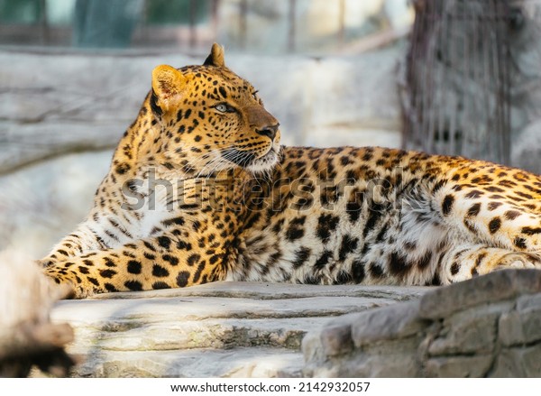 11,299 Leopard Resting Images, Stock Photos & Vectors | Shutterstock
