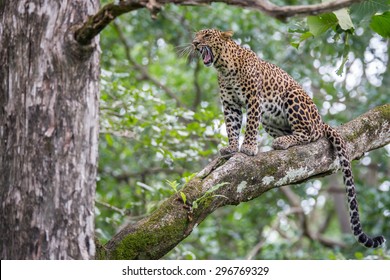 5,136 Leopard roaring Images, Stock Photos & Vectors | Shutterstock