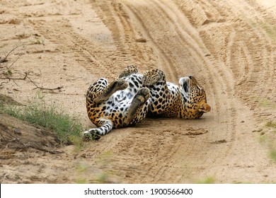 1,098 Lying down leopard Images, Stock Photos & Vectors | Shutterstock
