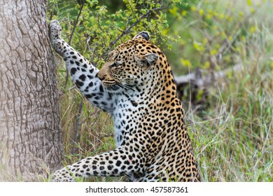 59,632 imágenes de Scratching tree - Imágenes, fotos y vectores de ...