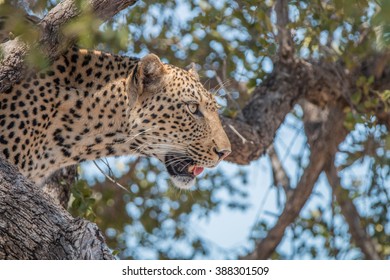 Side Profile Leopard Tree Kruger National Stock Photo (Edit Now) 509144524