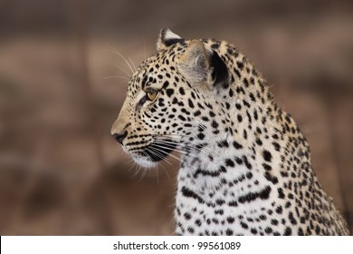 2,458 Leopard side view Images, Stock Photos & Vectors | Shutterstock