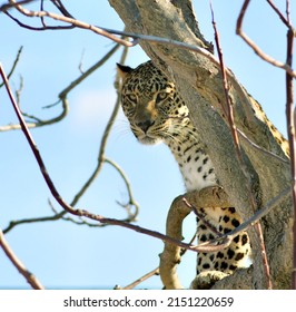 1,402 Leopard in tree with prey Images, Stock Photos & Vectors ...