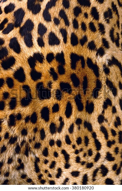 Leopard Skin Stock Photo (Edit Now) 380180920