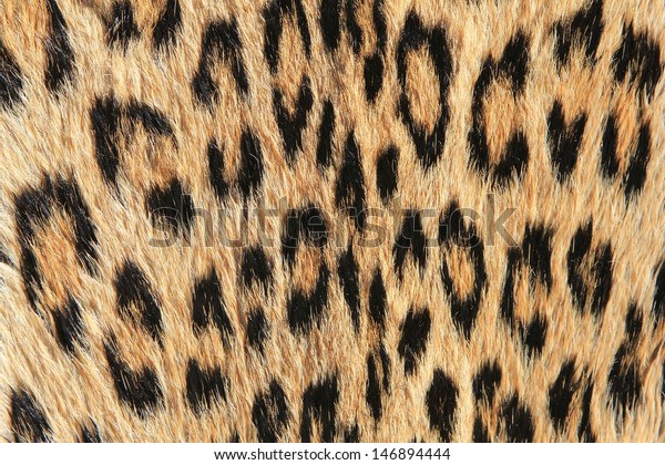 Leopard Skin Real Skin Pattern Wild Stock Photo (Edit Now) 146894444