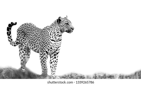 Leopard Standing Stock Photo 1339265786 | Shutterstock