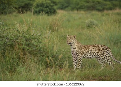 Leopard Standing Side View Stock Photo 1066223072 | Shutterstock