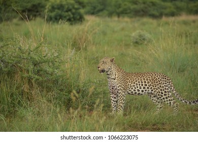 Leopard Standing Side View Stock Photo 1066223075 | Shutterstock