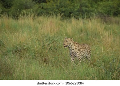 Leopard Standing Side View Stock Photo 1066223084 | Shutterstock
