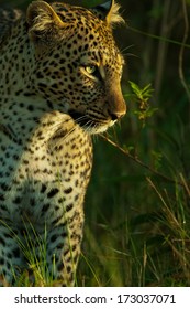 Leopard Stare Stock Photo (Edit Now) 173037071