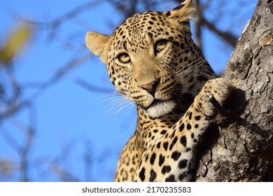 8,778 Leopard staring Images, Stock Photos & Vectors | Shutterstock