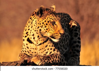3,593 Sunset leopard Images, Stock Photos & Vectors | Shutterstock