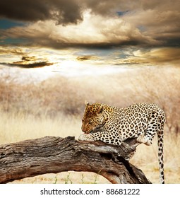 3,484 Leopard sunset Images, Stock Photos & Vectors | Shutterstock