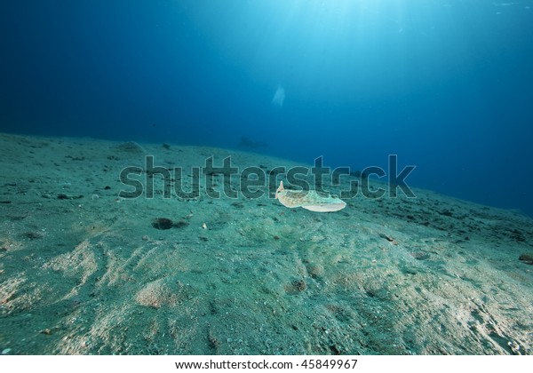 Leopard Torpedo Ray Ocean Stock Photo 45849967 | Shutterstock