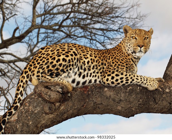 Leopard Tree Stock Photo (Edit Now) 98332025