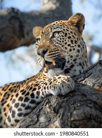 Leopard Tree Looking Prey Stock Photo 1980840551 | Shutterstock