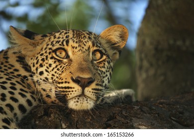 Leopard Tree Stare Stock Photo 165153266 | Shutterstock