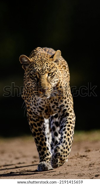 Leopard Wilderness Stock Photo 2191415659 | Shutterstock