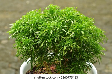 Leptochilus Pteropus Commonly Known Java Fern Stock Photo 2160975413 ...