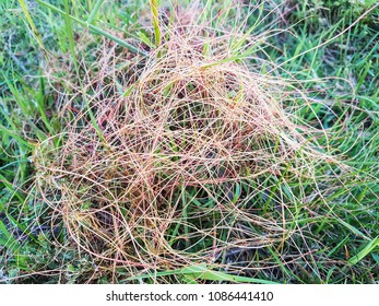 67 Strangled grass Images, Stock Photos & Vectors | Shutterstock