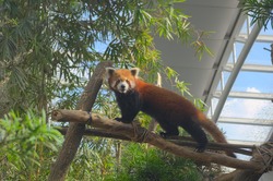 Red Panda Treed, an Animal Photo by tonyrandell