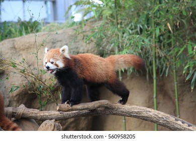1,216 Beautiful lesser panda Images, Stock Photos & Vectors | Shutterstock