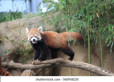 1,216 Beautiful lesser panda Images, Stock Photos & Vectors | Shutterstock