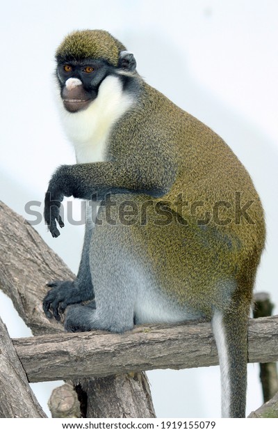 Lesser Spotnosed Monkey Cercopithecus Petaurista Adult Stock Photo ...